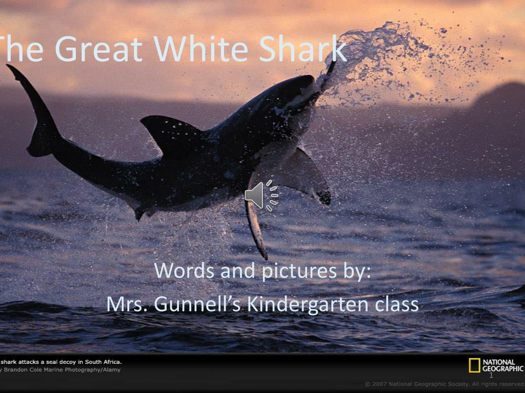 PPT - The Great White Shark PowerPoint Presentation, free download - ID ...