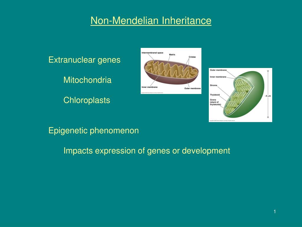 PPT - Non-Mendelian Inheritance PowerPoint Presentation, free download ...