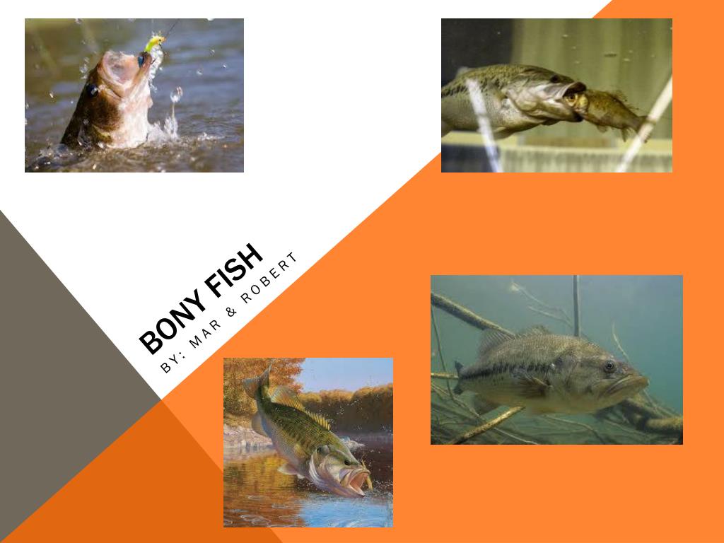 PPT - Bony Fish PowerPoint Presentation, free download - ID:2252339