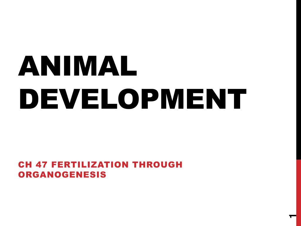 PPT - Animal Development PowerPoint Presentation, free download - ID ...