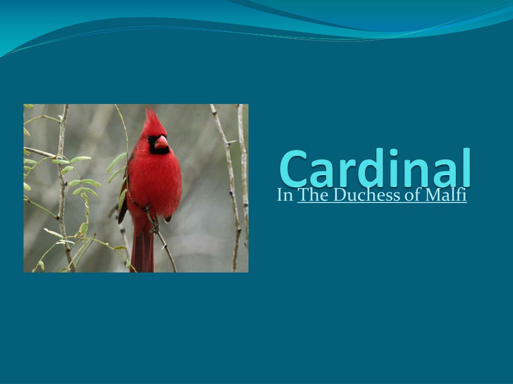 PPT - Cardinal PowerPoint Presentation, free download - ID:2253996