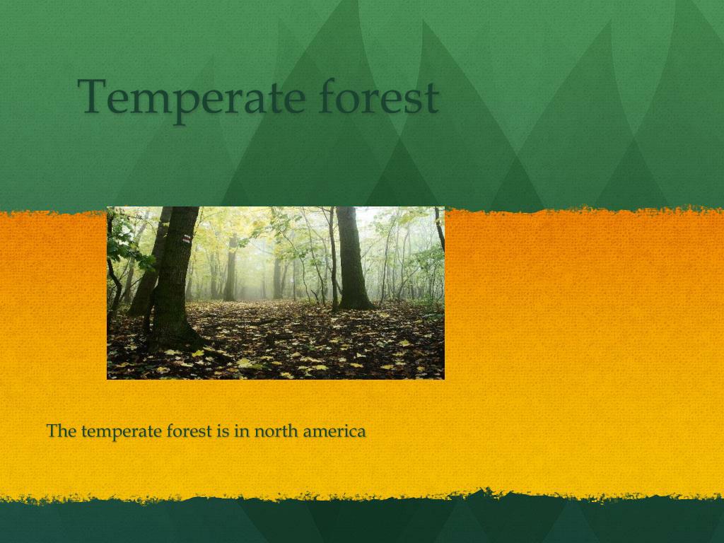 PPT - Temperate forest PowerPoint Presentation, free download - ID:2254024