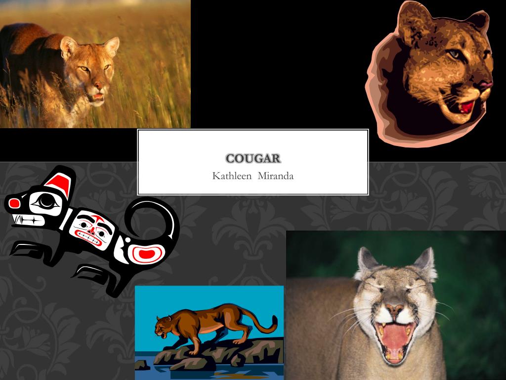 PPT - Cougar PowerPoint Presentation, free download - ID:2254048