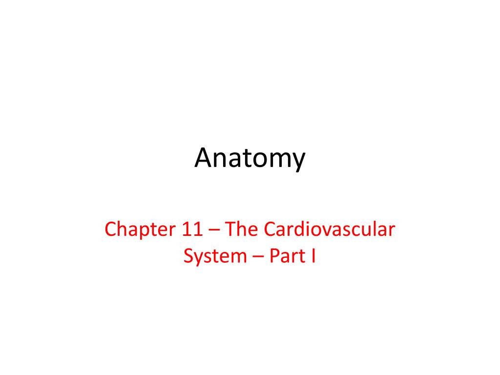 PPT - Anatomy PowerPoint Presentation, free download - ID:2254912
