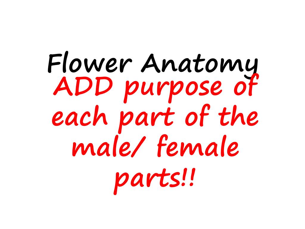 PPT - Flower Anatomy PowerPoint Presentation, free download - ID:2254983