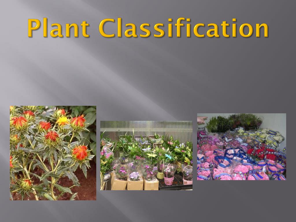 PPT - Plant Classification PowerPoint Presentation, free download - ID ...