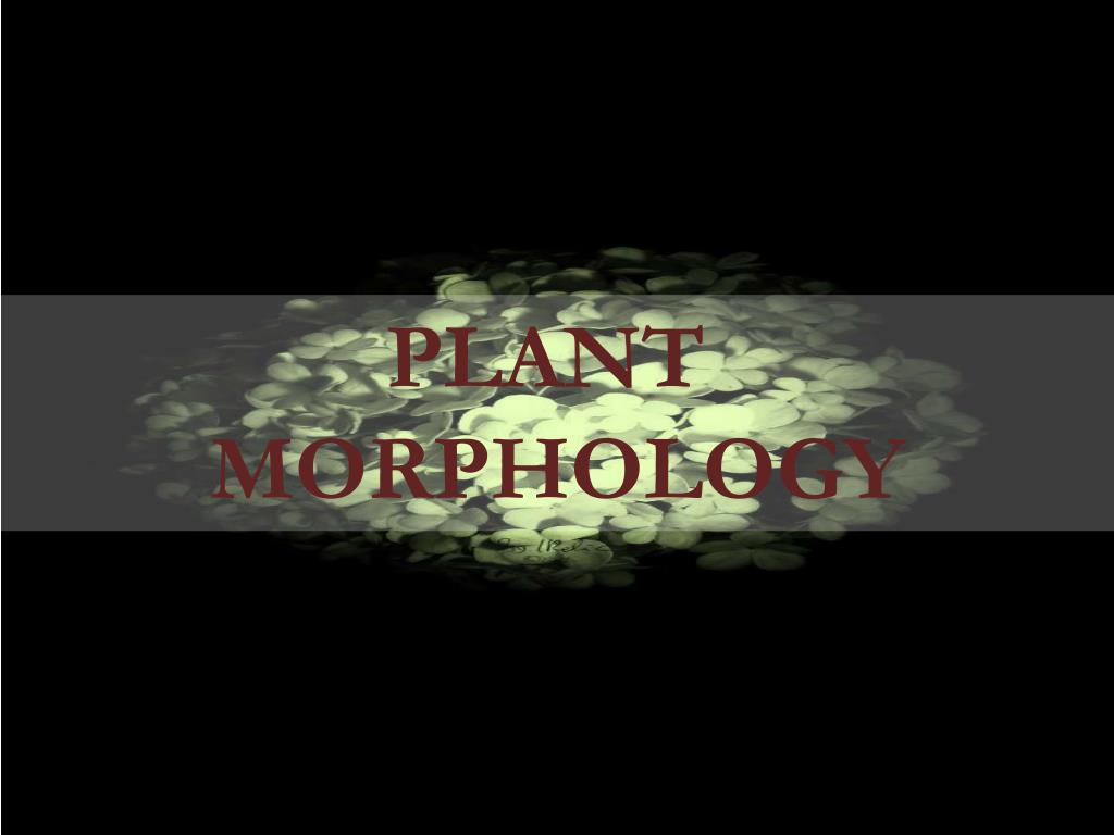 PPT - PLANT MORPHOLOGY PowerPoint Presentation, free download - ID:2255144