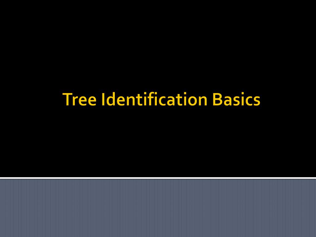 PPT - Tree Identification Basics PowerPoint Presentation, free download ...