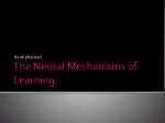 PPT - The Neural Mechanisms of Learning PowerPoint Presentation, free ...