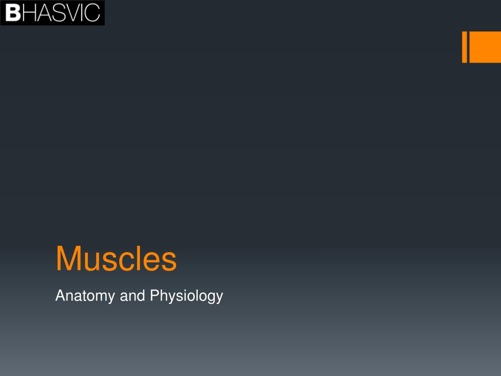 PPT - Muscles PowerPoint Presentation, free download - ID:2256636