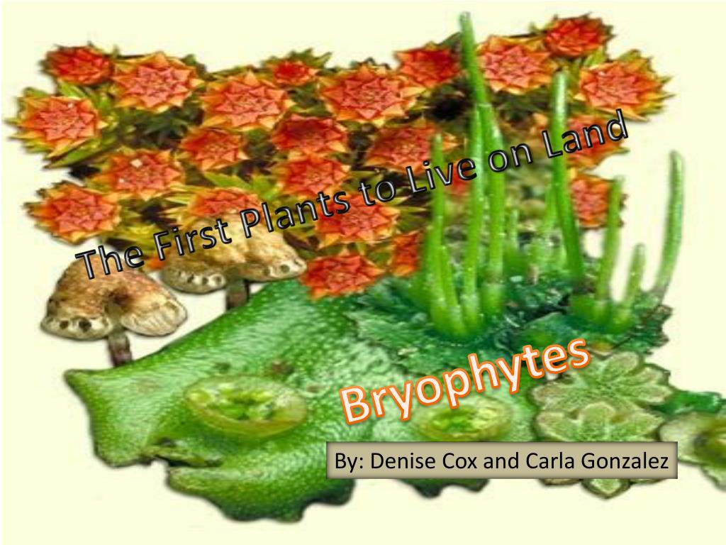 PPT - Bryophytes PowerPoint Presentation, free download - ID:2258356