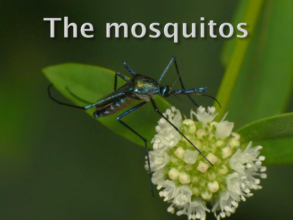 PPT - The mosquitos PowerPoint Presentation, free download - ID:2258929