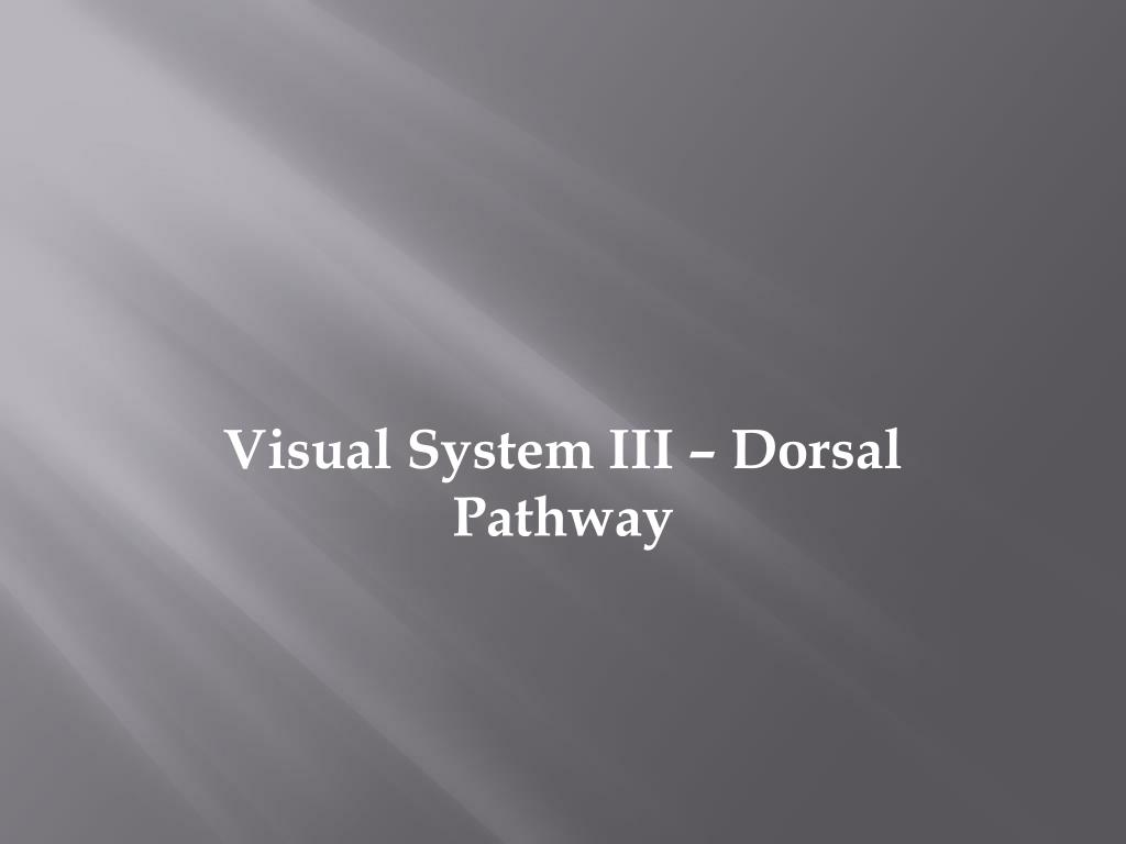 PPT - Visual System III – Dorsal Pathway PowerPoint Presentation, free ...