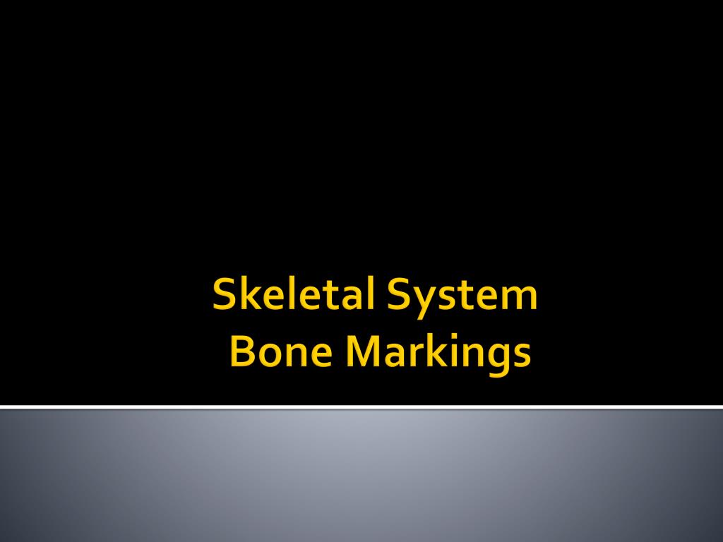 PPT - Skeletal System Bone Markings PowerPoint Presentation, free ...