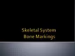 PPT - BONE MARKINGS PowerPoint Presentation, free download - ID:736475