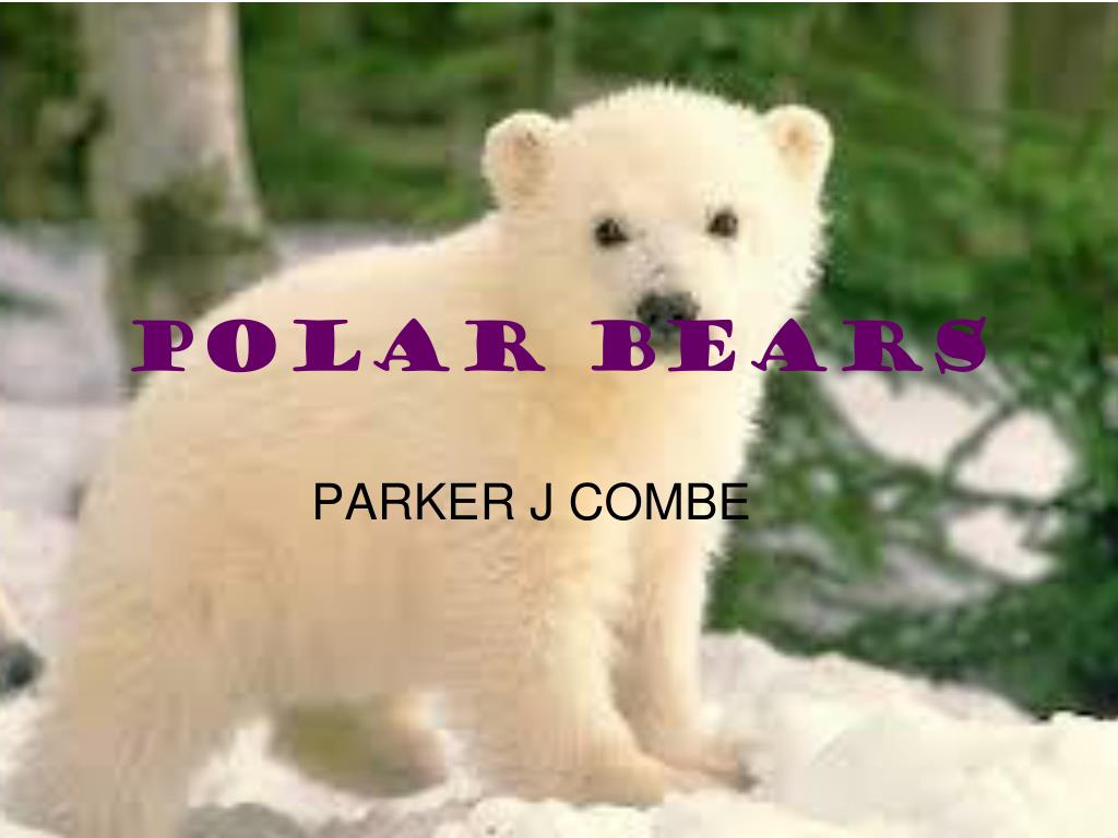 PPT - POLAR BEARS PowerPoint Presentation, free download - ID:2262483