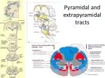 PPT - Pyramidal and Extrapyramidal disorders PowerPoint Presentation ...