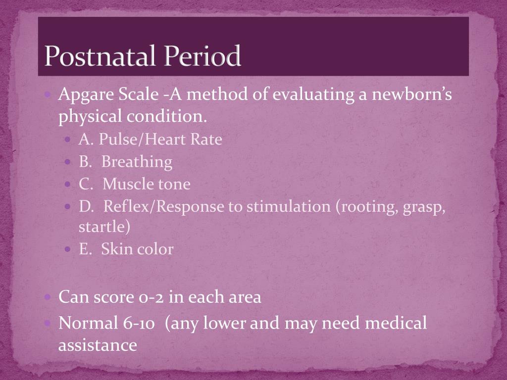 PPT - Postnatal Period PowerPoint Presentation, free download - ID:2263851