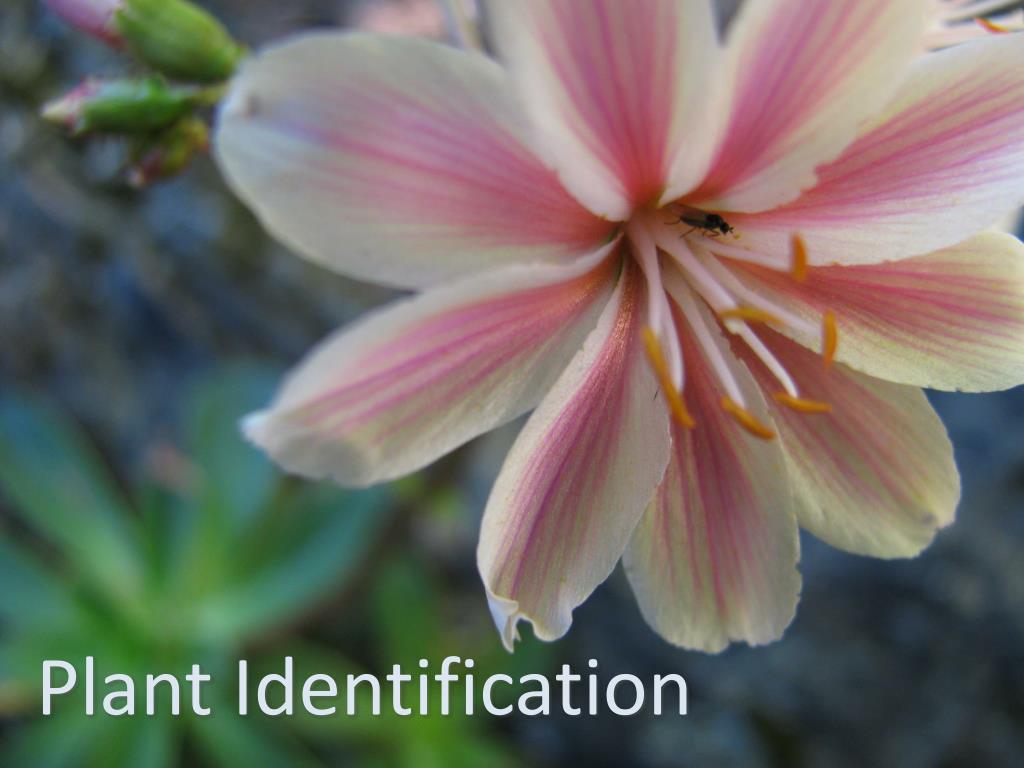 PPT - Plant Identification PowerPoint Presentation, free download - ID ...