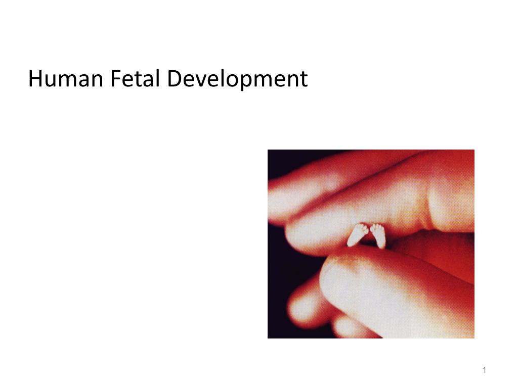 PPT - Human Fetal Development PowerPoint Presentation, free download ...