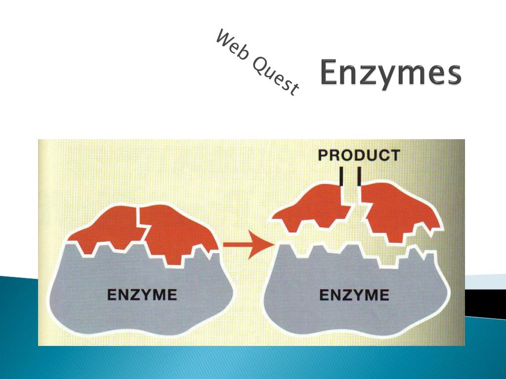 PPT - Enzymes PowerPoint Presentation, free download - ID:2265451