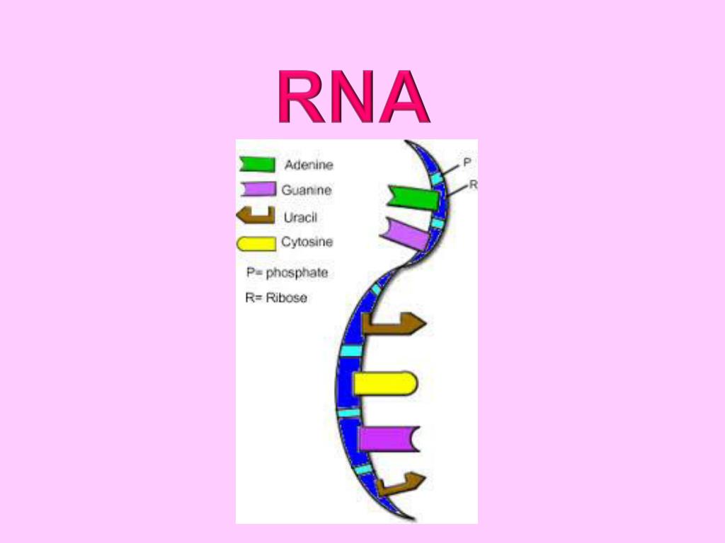 PPT - rna PowerPoint Presentation, free download - ID:2266131