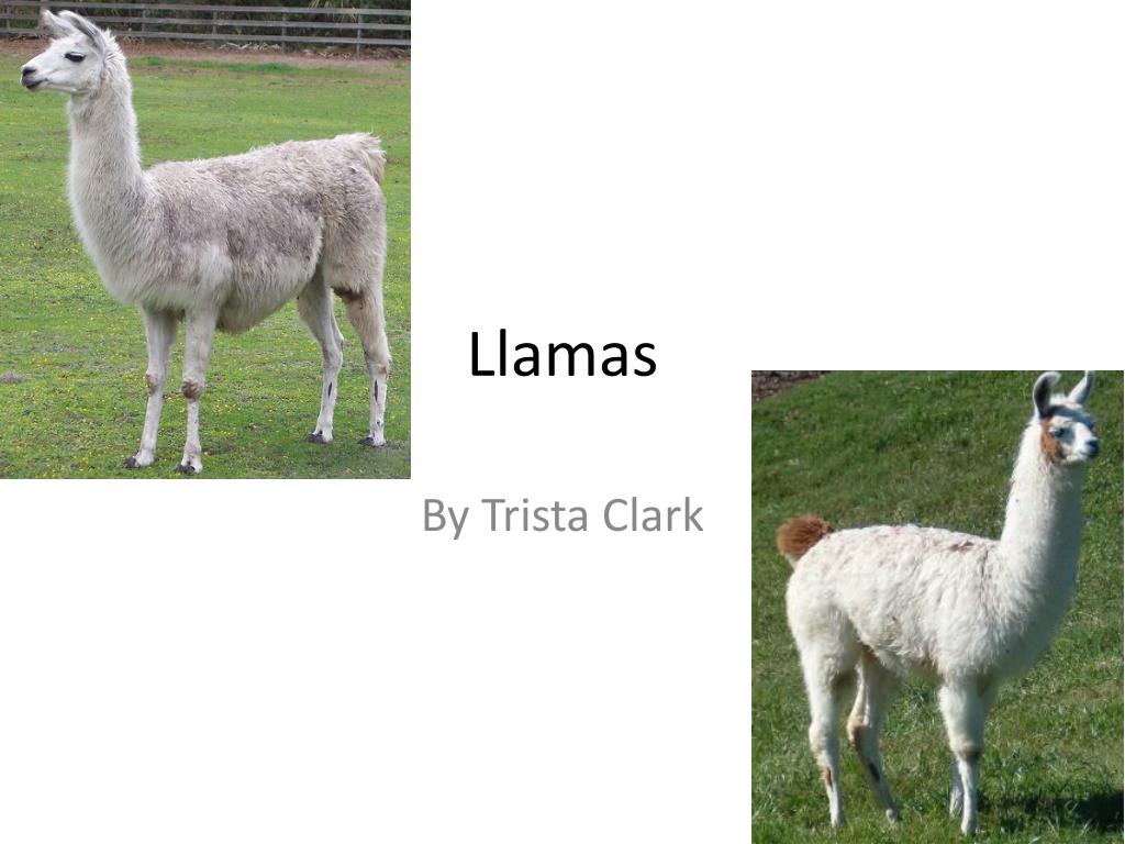 PPT - Llamas PowerPoint Presentation, free download - ID:2266442