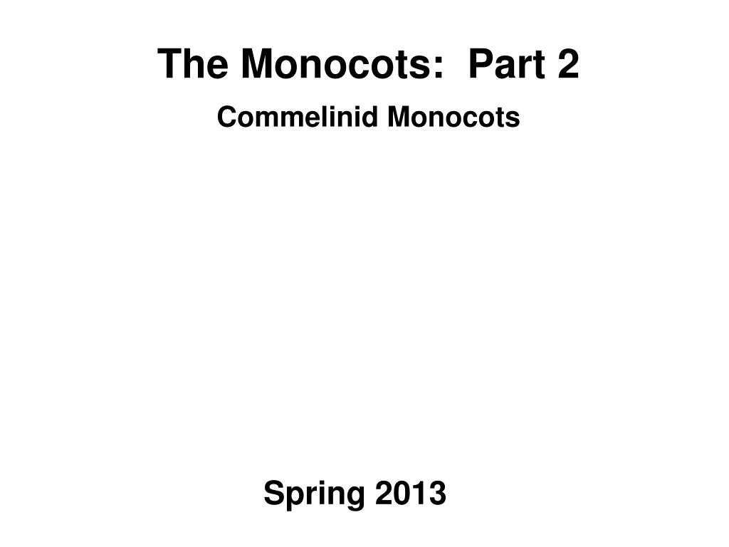 PPT - The Monocots: Part 2 Commelinid Monocots PowerPoint Presentation ...