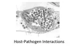 PPT - Virus-host interactions PowerPoint Presentation, free download ...