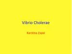 PPT - Vibrio cholerae PowerPoint Presentation, free download - ID:3726677