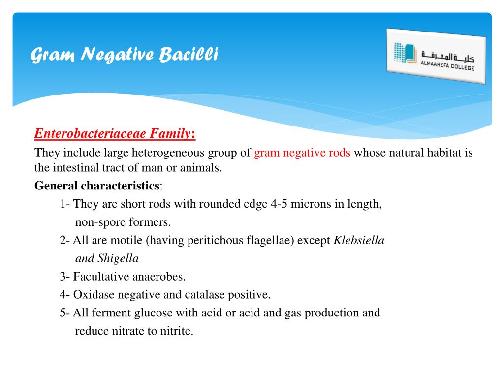 PPT - Gram Negative Bacilli PowerPoint Presentation, free download - ID ...