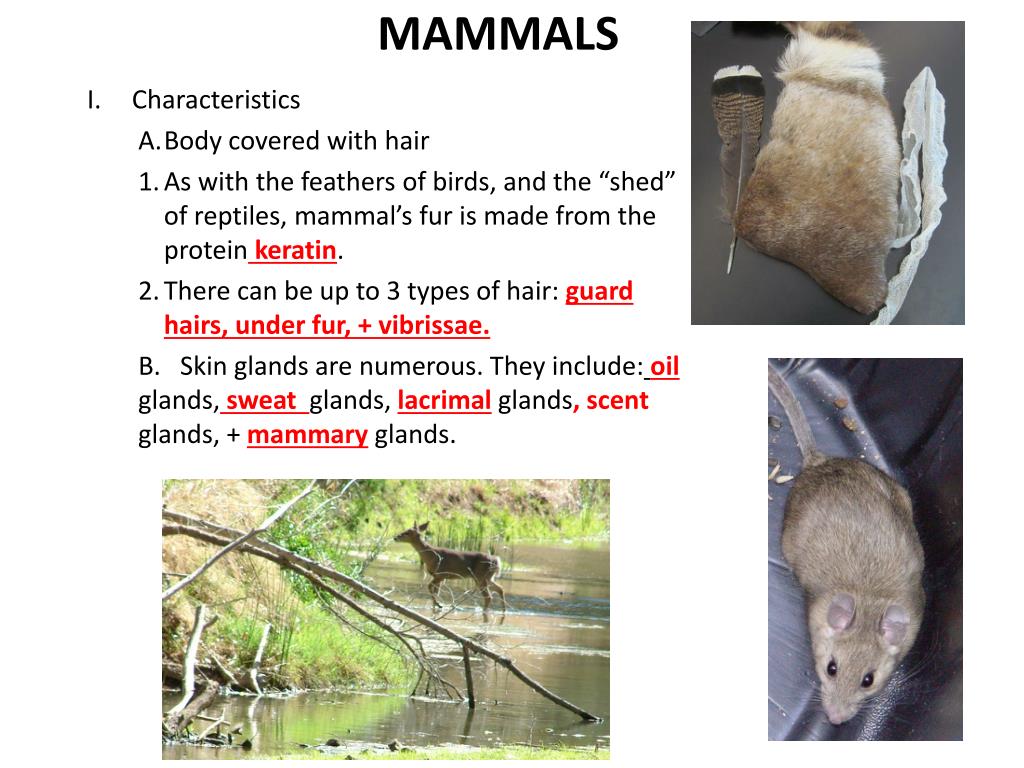 PPT - MAMMALS PowerPoint Presentation, free download - ID:2269628