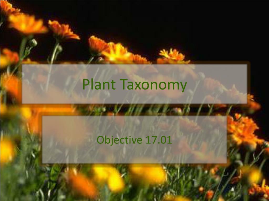 PPT - Plant Taxonomy PowerPoint Presentation, free download - ID:2271693