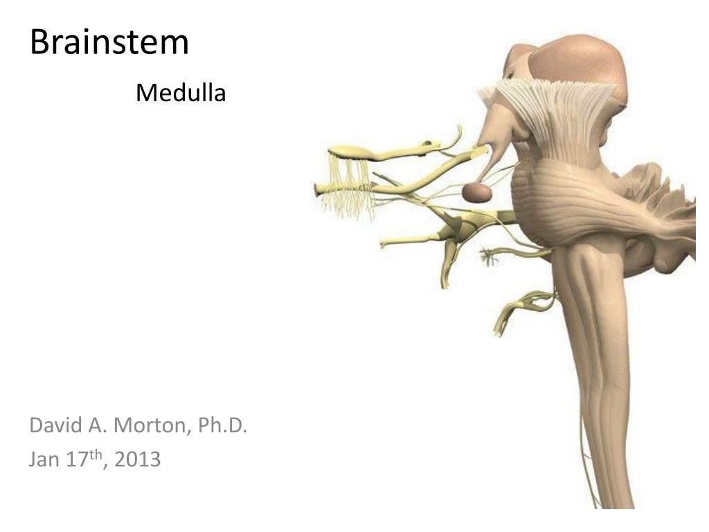 PPT - Brainstem Medulla PowerPoint Presentation, free download - ID:2272561