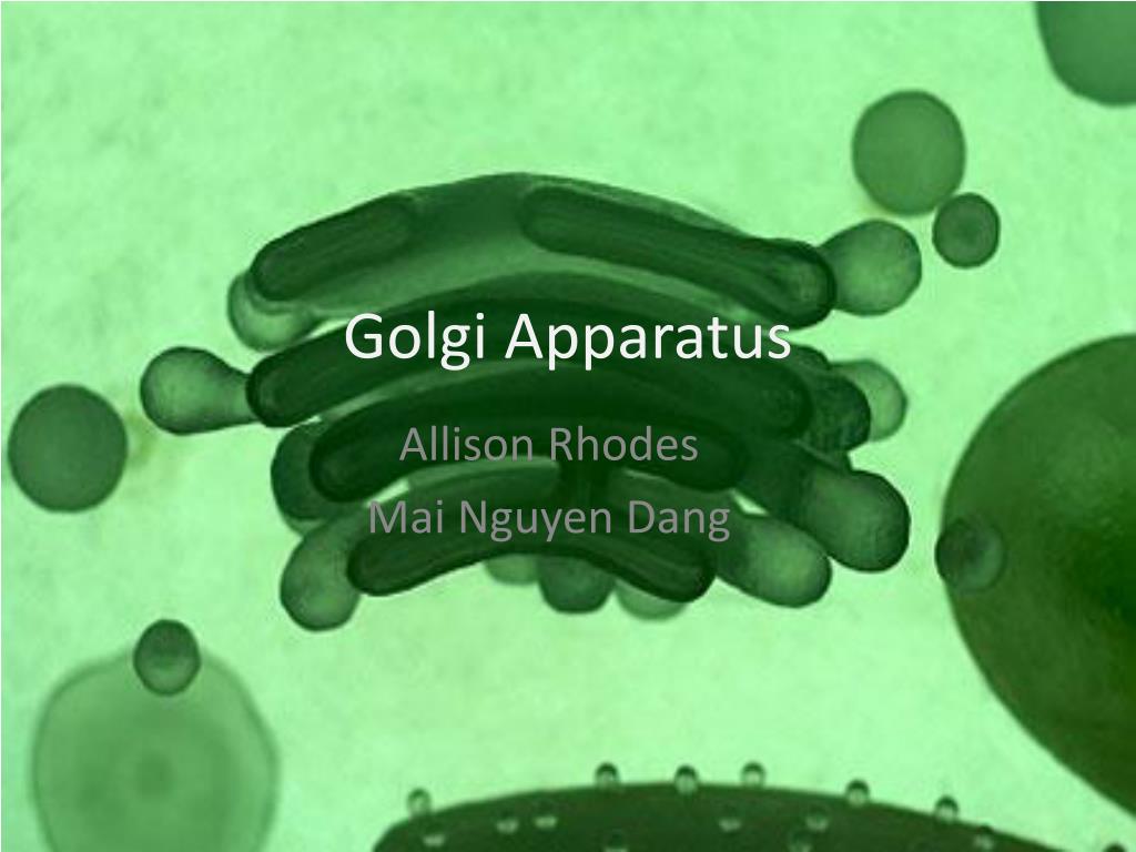 PPT - Golgi Apparatus PowerPoint Presentation, free download - ID:2273265