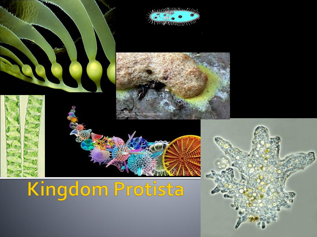 PPT - Kingdom Protista PowerPoint Presentation, free download - ID:2273536