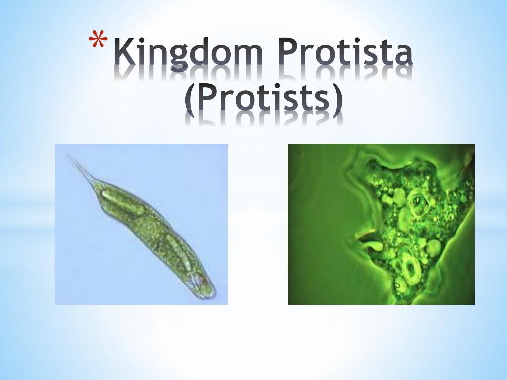 PPT - Kingdom Protista ( Protists ) PowerPoint Presentation, free download - ID:2273539