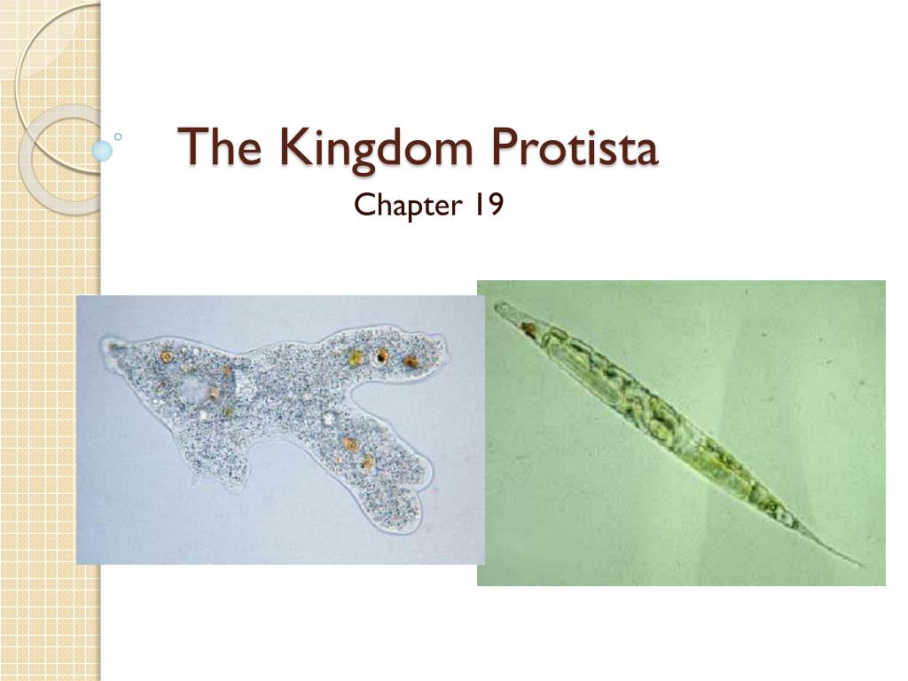PPT - The Kingdom Protista PowerPoint Presentation, free download - ID ...