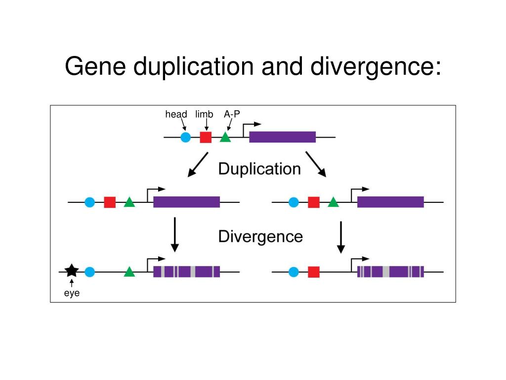 PPT - Gene duplication and divergence: PowerPoint Presentation, free ...