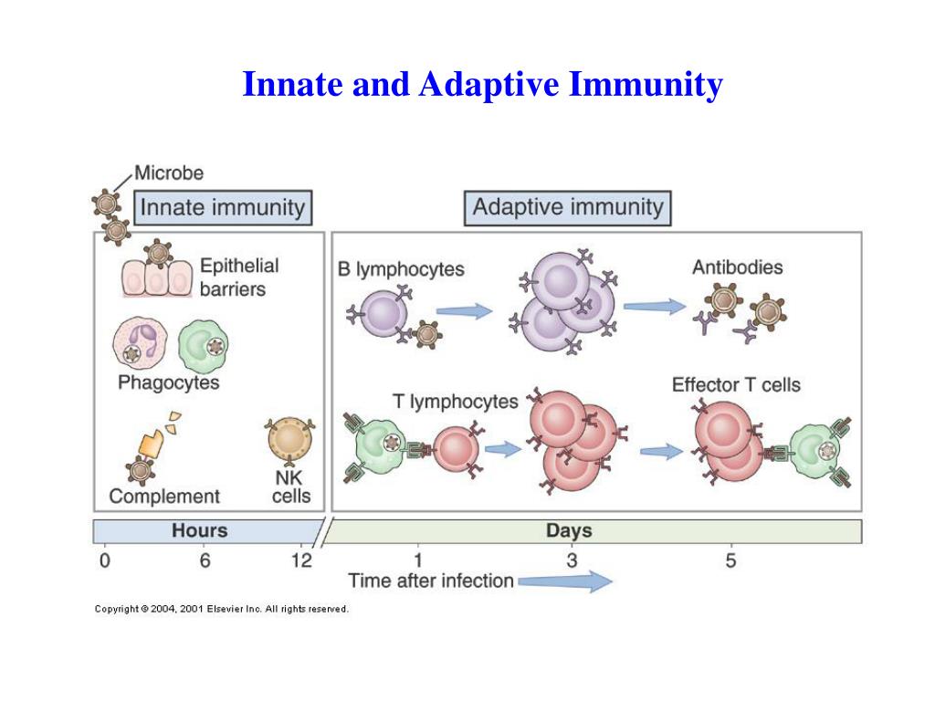 PPT - Innate and Adaptive Immunity PowerPoint Presentation, free ...