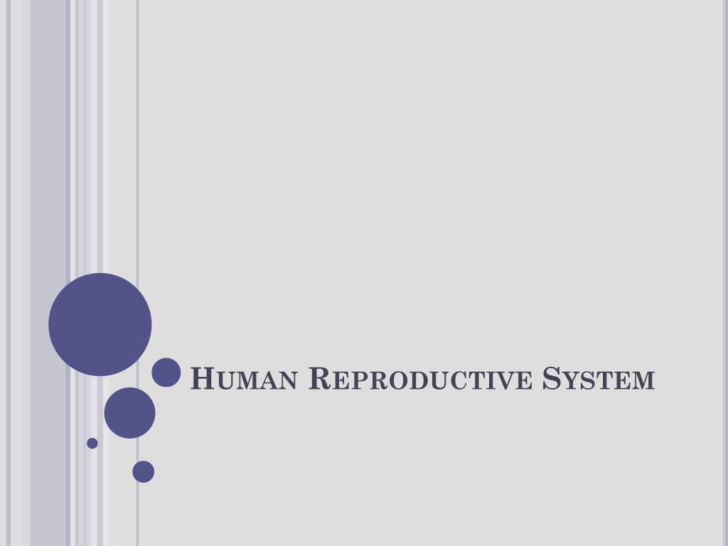 PPT - Human Reproductive System PowerPoint Presentation, free download ...
