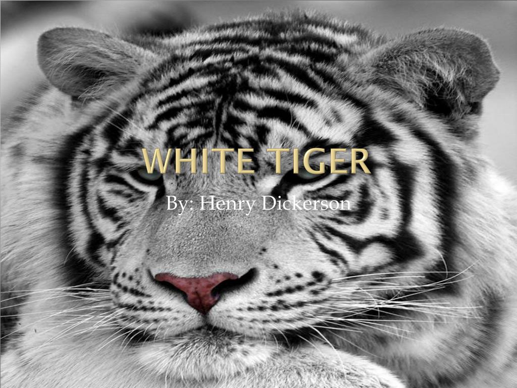 PPT - White tiger PowerPoint Presentation, free download - ID:2277050