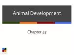 PPT - Animal Development PowerPoint Presentation, free download - ID ...