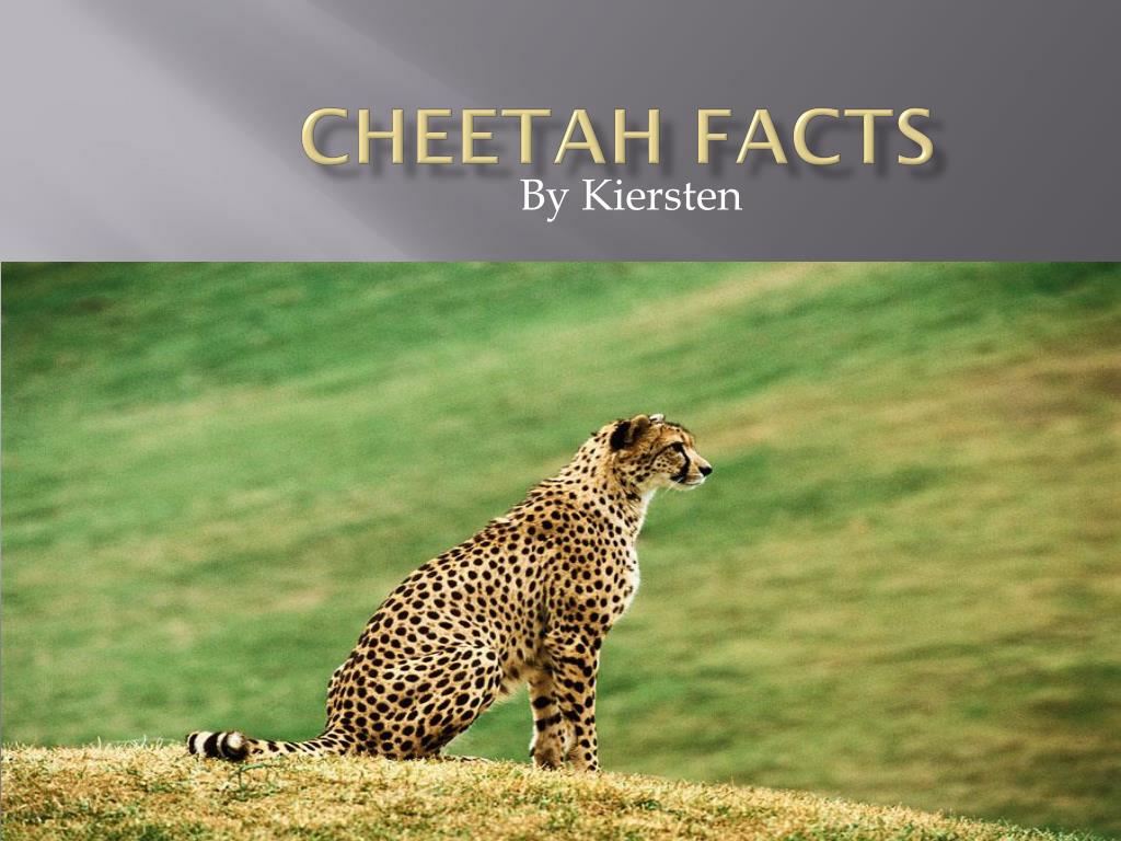 PPT - Cheetah Facts PowerPoint Presentation, free download - ID:2279449