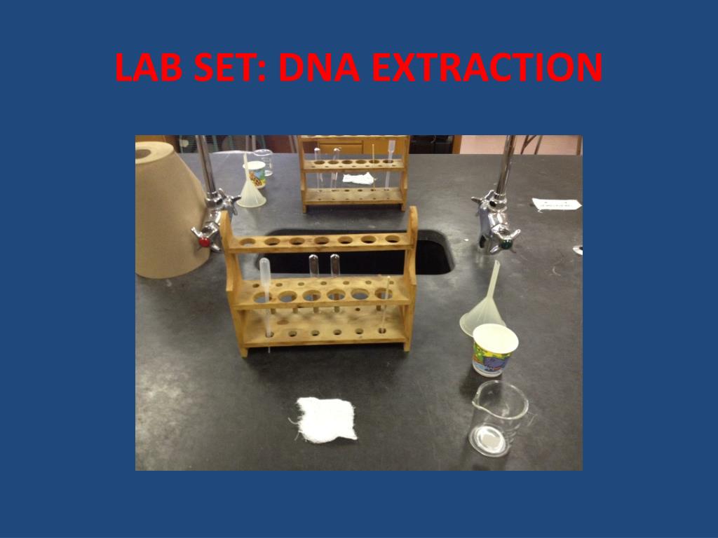 PPT - LAB SET: DNA EXTRACTION PowerPoint Presentation, free download ...
