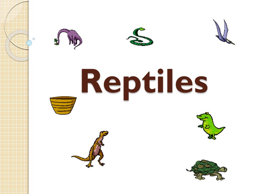 PPT - Reptiles PowerPoint Presentation, free download - ID:2279978