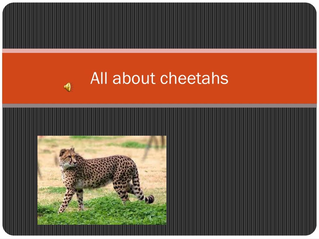 PPT - All about cheetahs PowerPoint Presentation, free download - ID ...