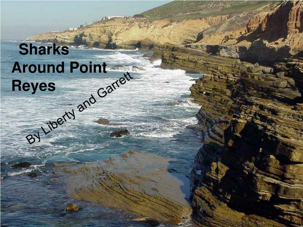 PPT - Sharks Around Point Reyes PowerPoint Presentation, free download ...