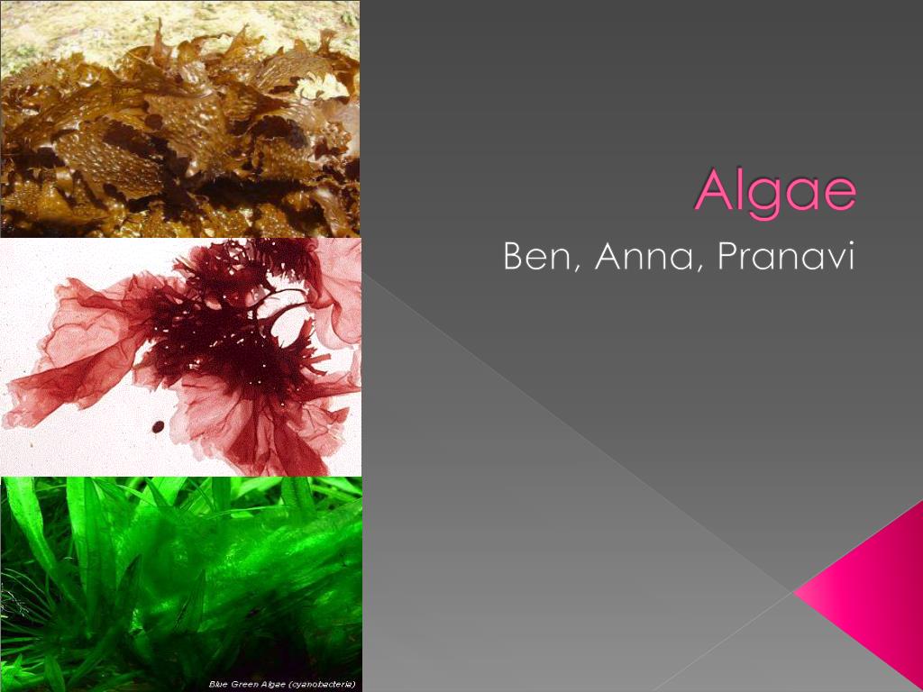 PPT - Algae PowerPoint Presentation, free download - ID:2282398
