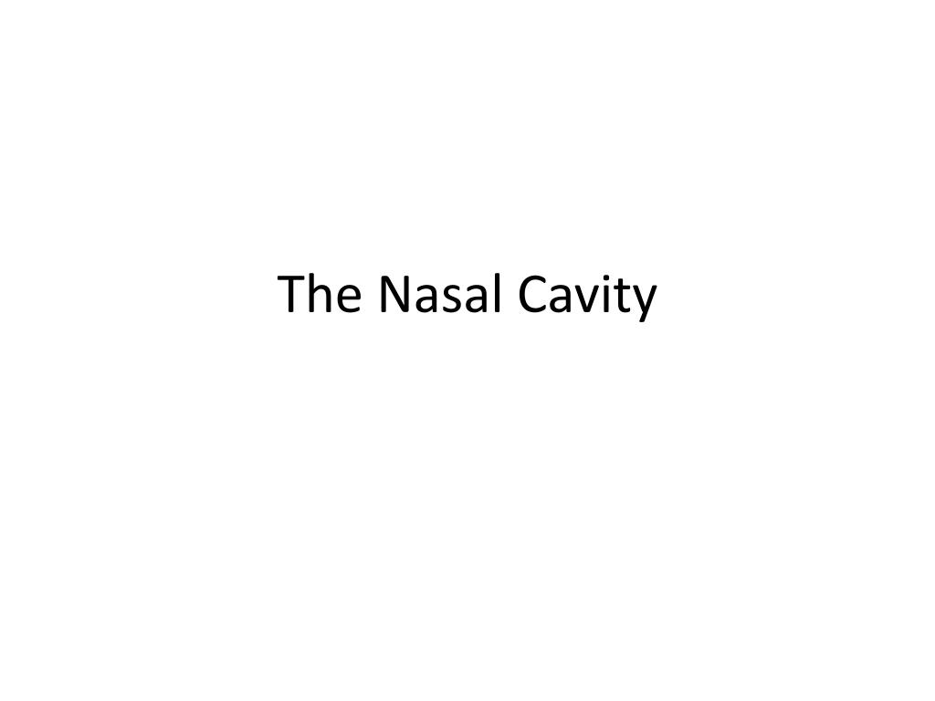 PPT - The Nasal Cavity PowerPoint Presentation, free download - ID:2282442